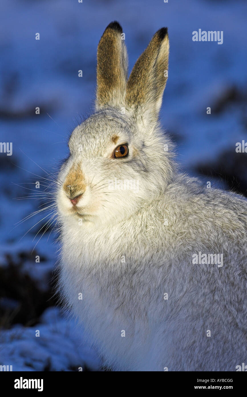 Mountain Hare, Lepus timidus Stock Photo - Alamy
