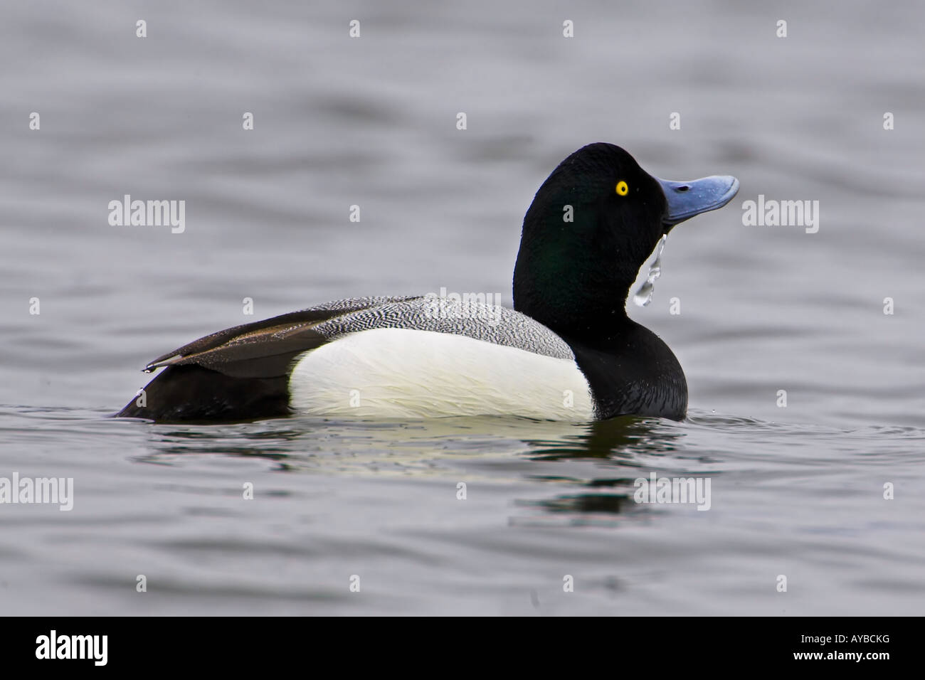 Greater scaup drake hi-res stock photography and images - Alamy