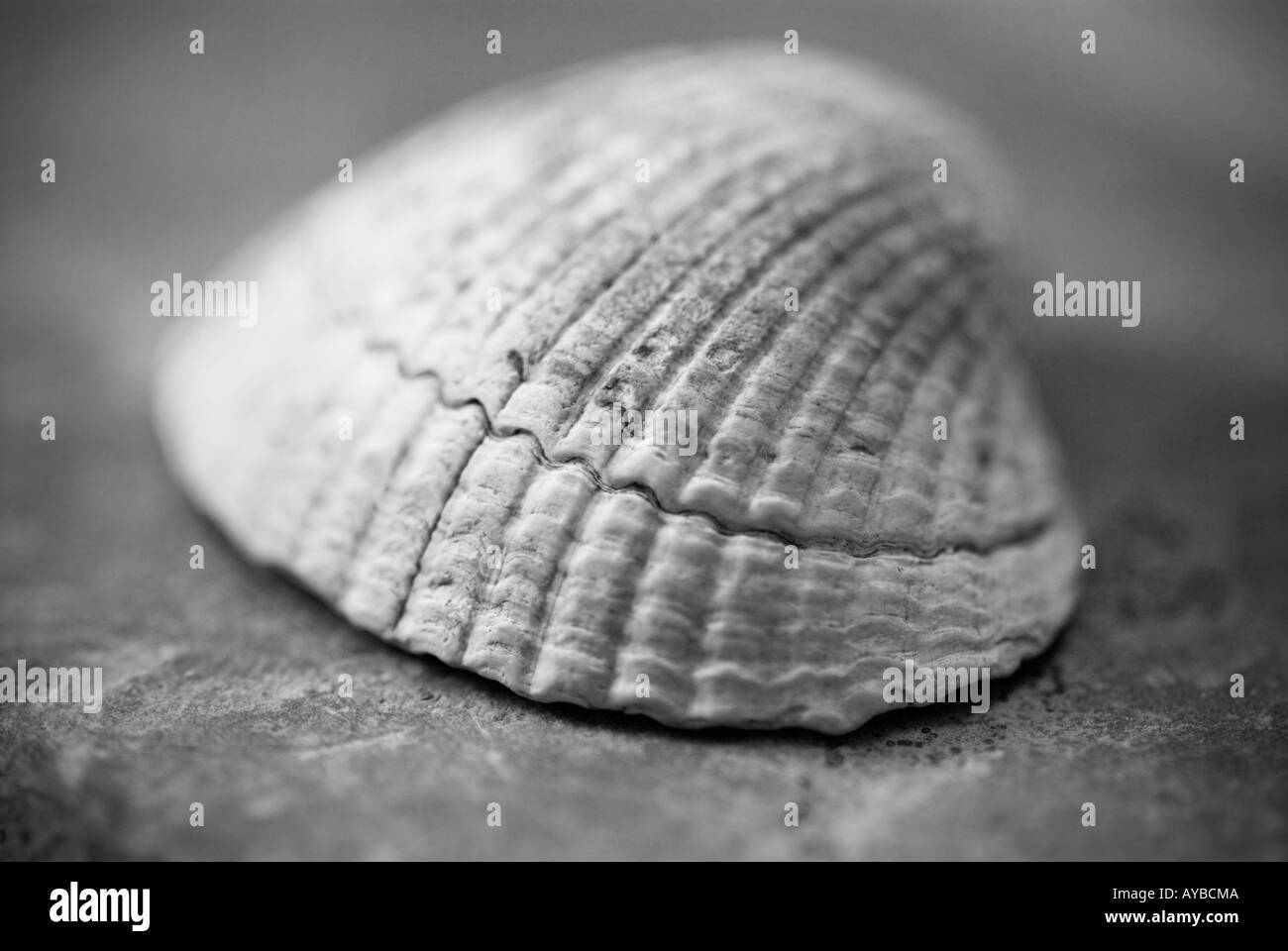 Sea shell in black and white Stock Photo - Alamy