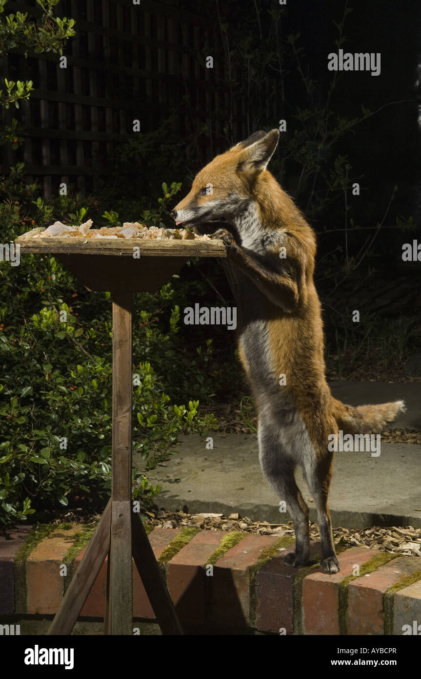 An urban fox Vulpes vulpes takes food from a garden bird table at night ...