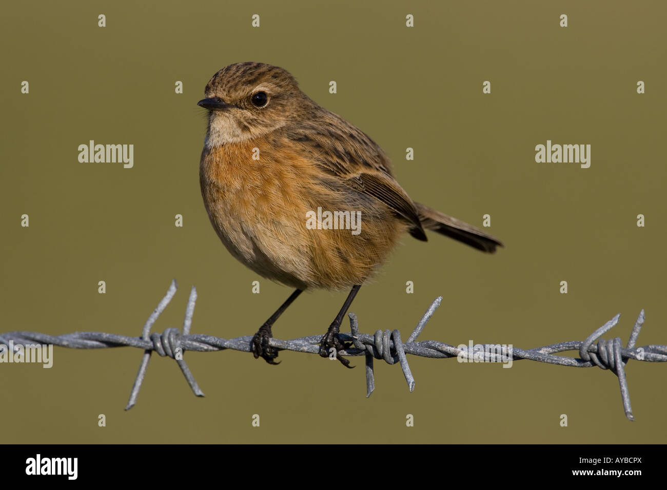 Female stonechat hi-res stock photography and images - Alamy