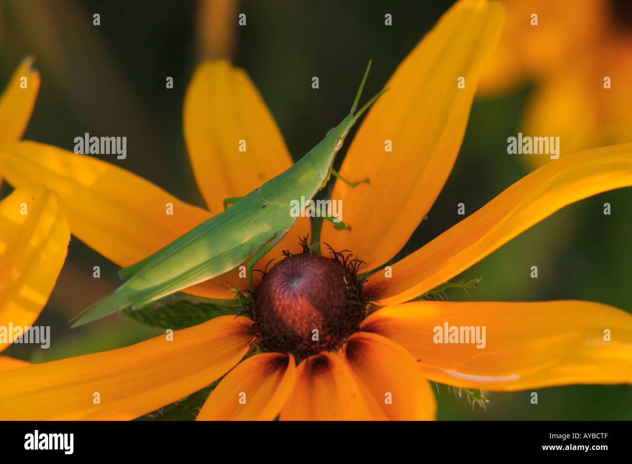 Atractomorpha (pyrgomorphidae), a kind of grasshopper photographed in ...