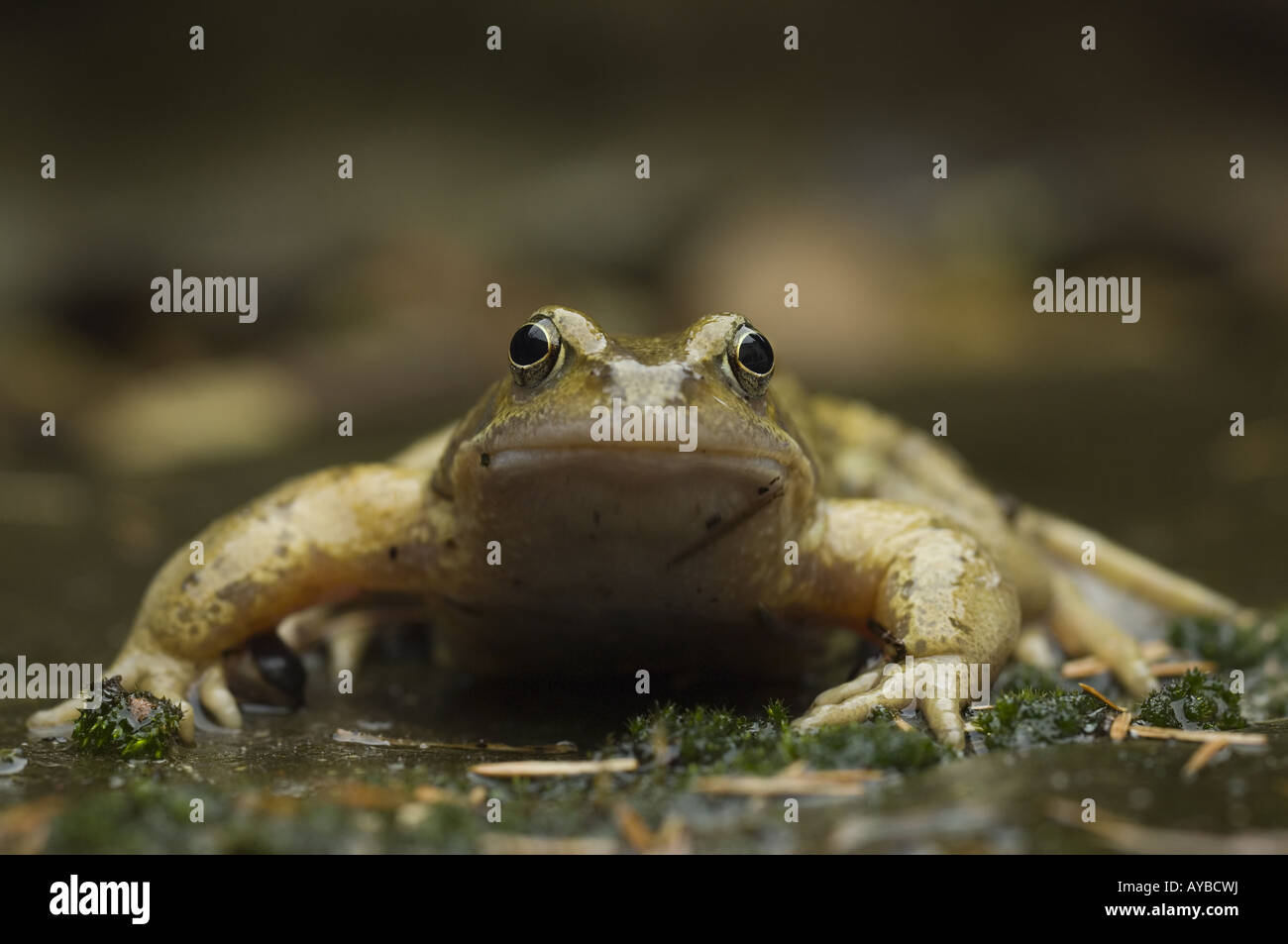 Common frog Rana temporia on paving stones in urban garden UK raining ...