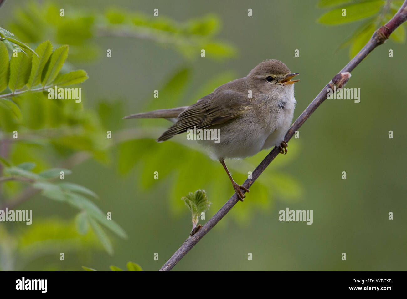 Willow Warbler, Phylloscopus trochilus Stock Photo - Alamy