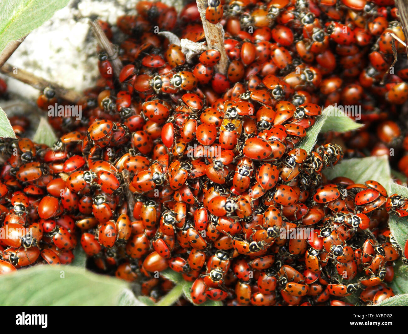 ladybug swarm , Mount Baldy , California Stock Photo - Alamy