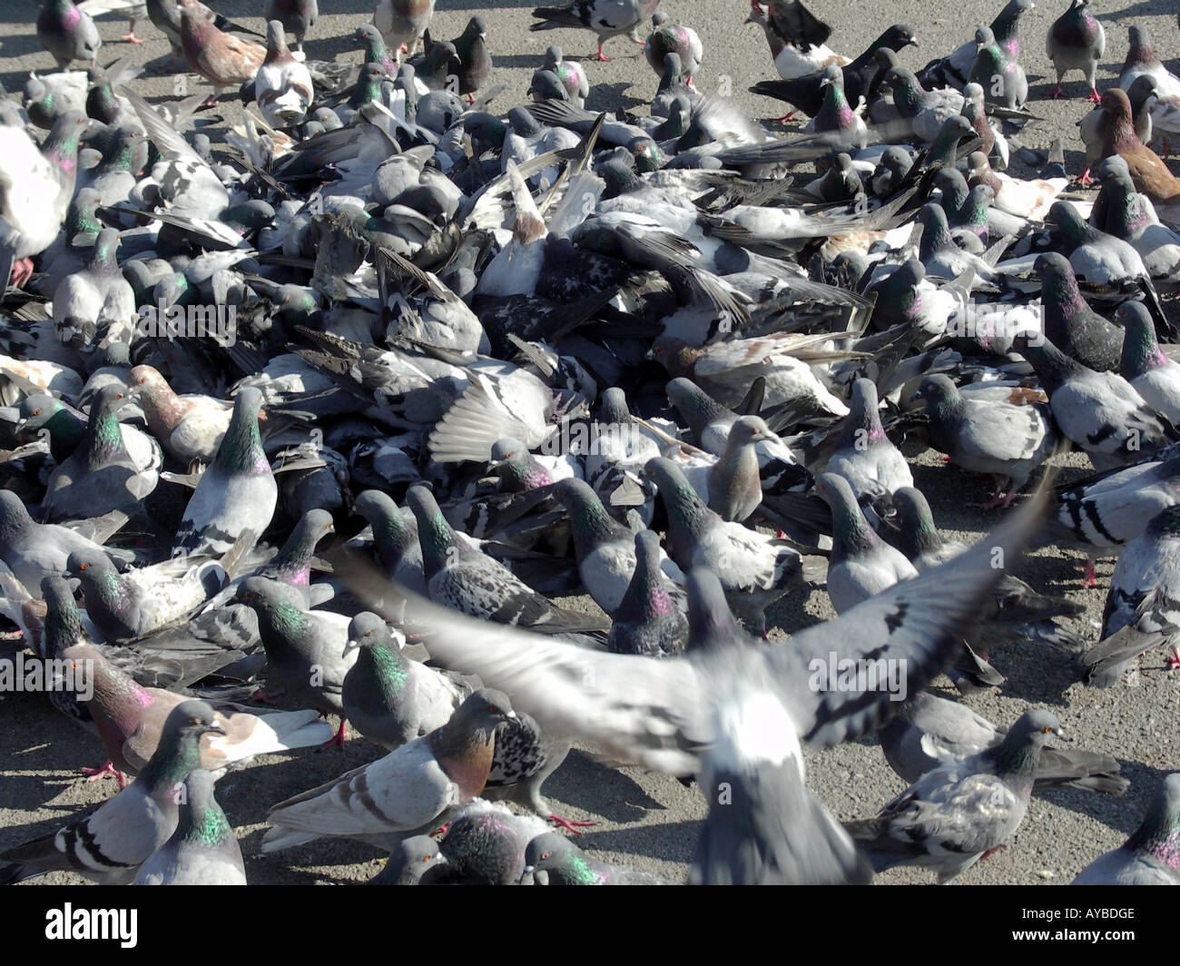 Feeding pigeons in barcelona hi-res stock photography and images - Alamy