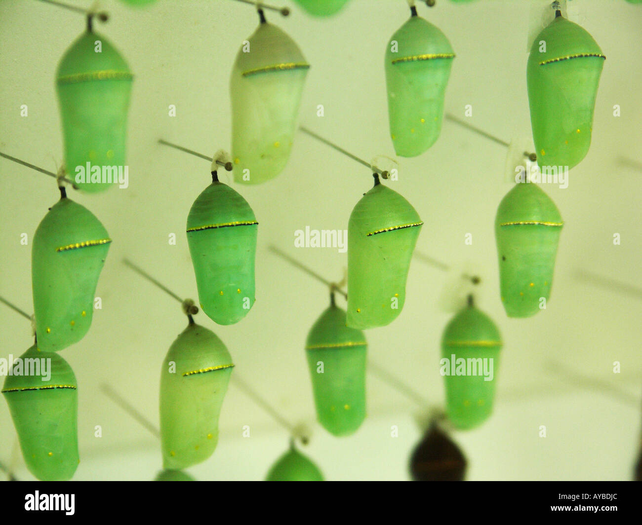 Chrysalids hi-res stock photography and images - Alamy