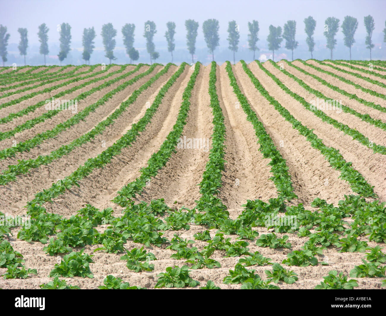 Potato field edge hi-res stock photography and images - Alamy