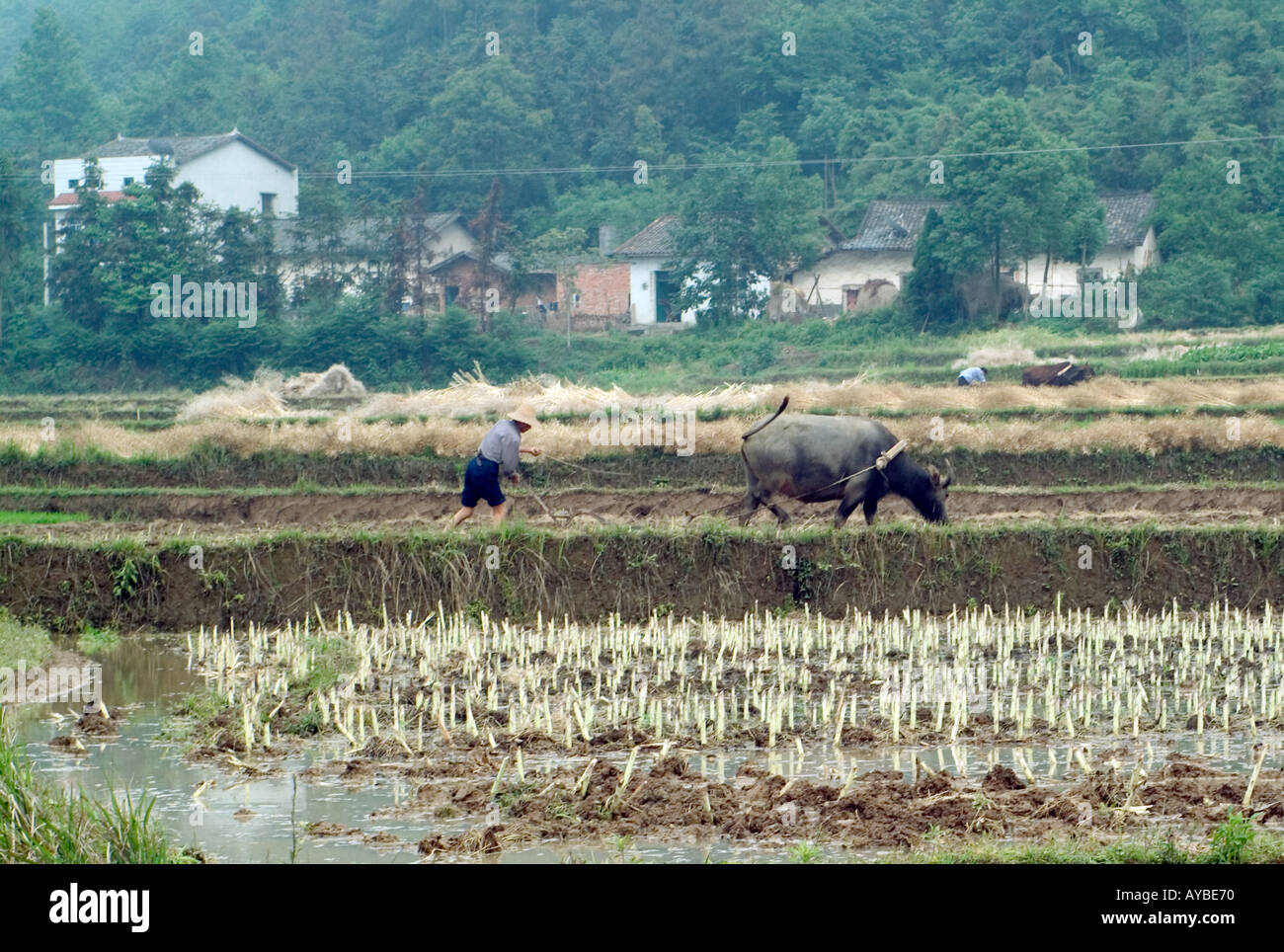 Ancient Methods are still the order of the day in this rice farm near ...