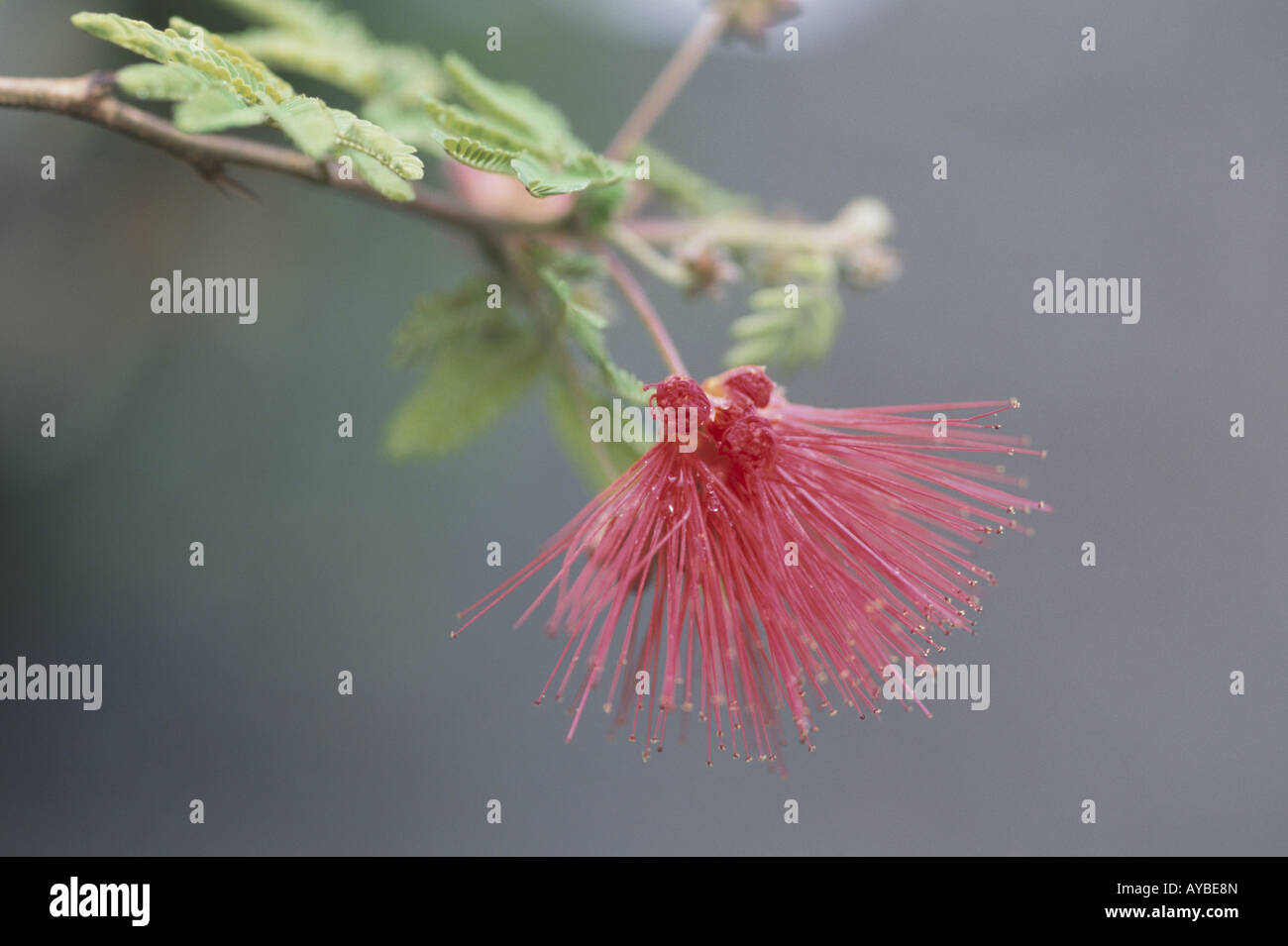 Silk trees albizia julibrissin hi-res stock photography and images - Alamy