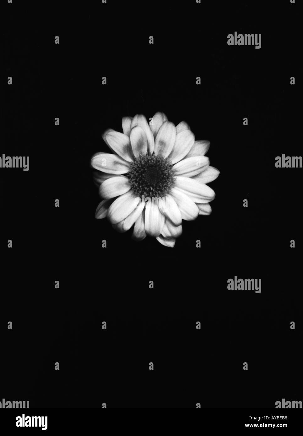 Daisy photo Black and White Stock Photos & Images - Alamy