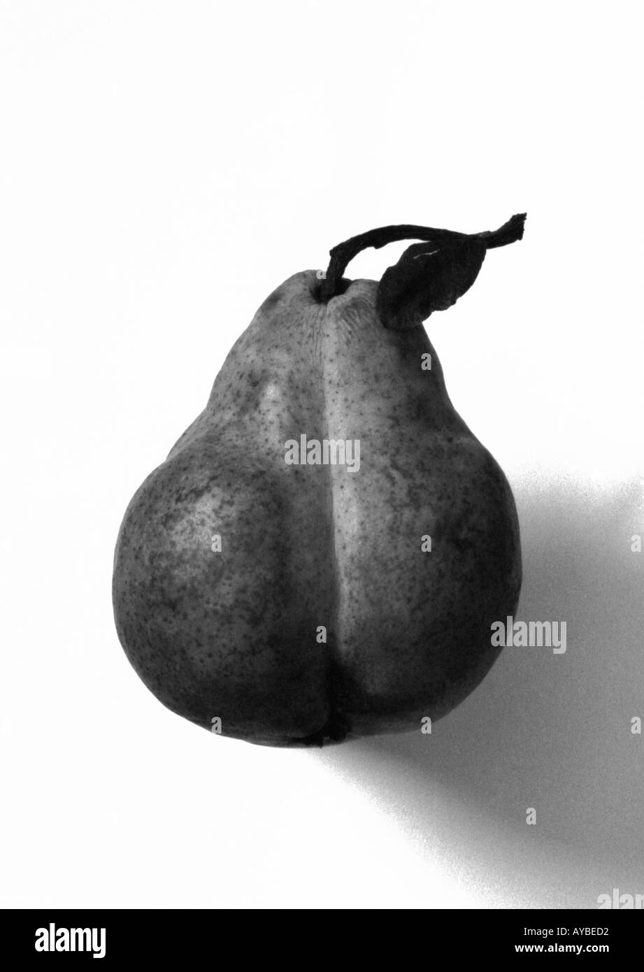 black and white image off a sweet juicy pear with a narrow top and ...