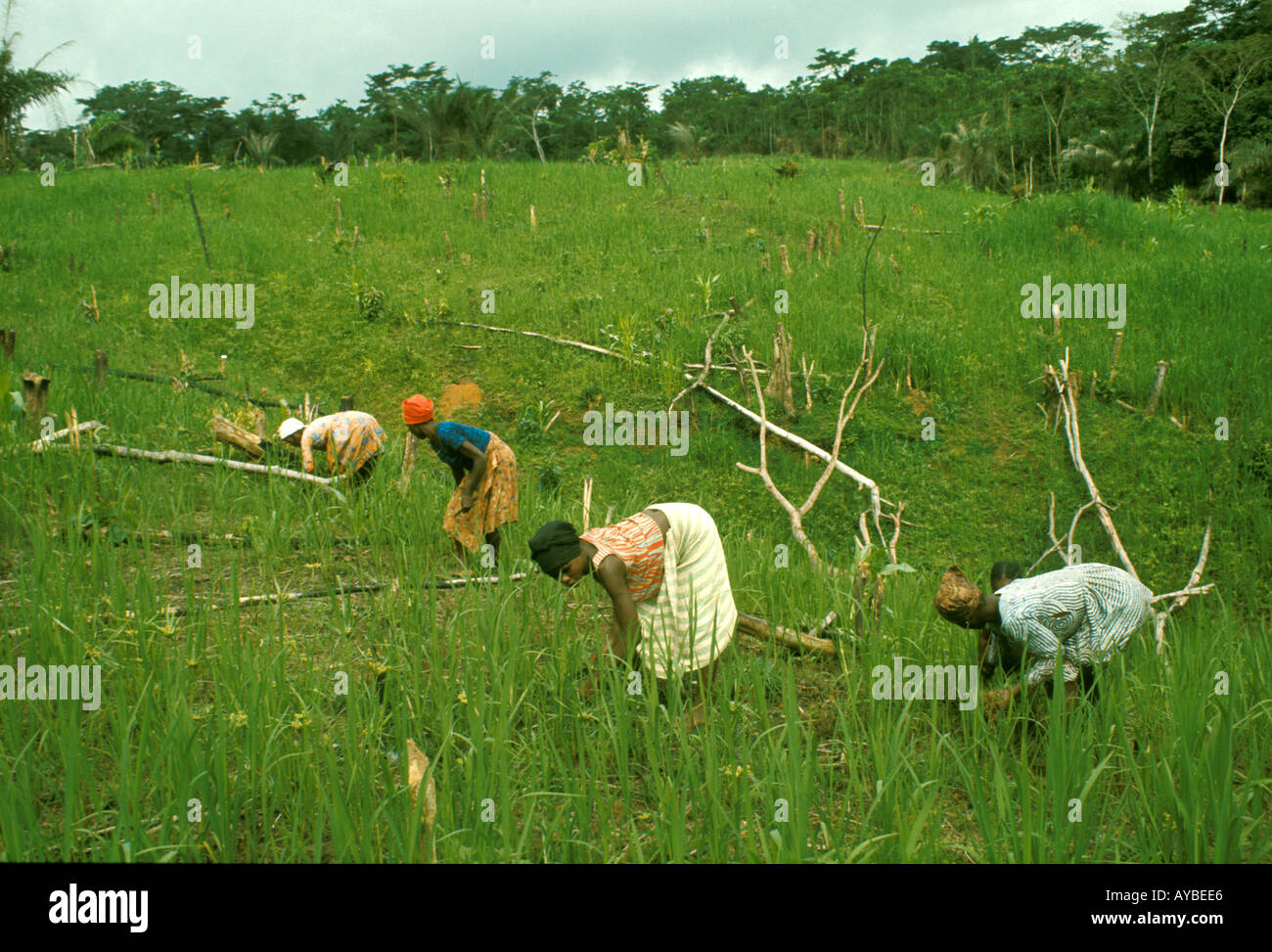 Kpelle tribe hi-res stock photography and images - Alamy