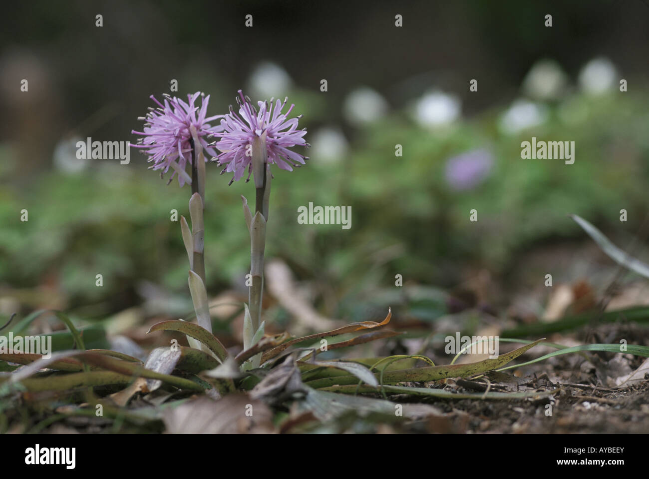 Heloniopsis orientalis hi-res stock photography and images - Alamy