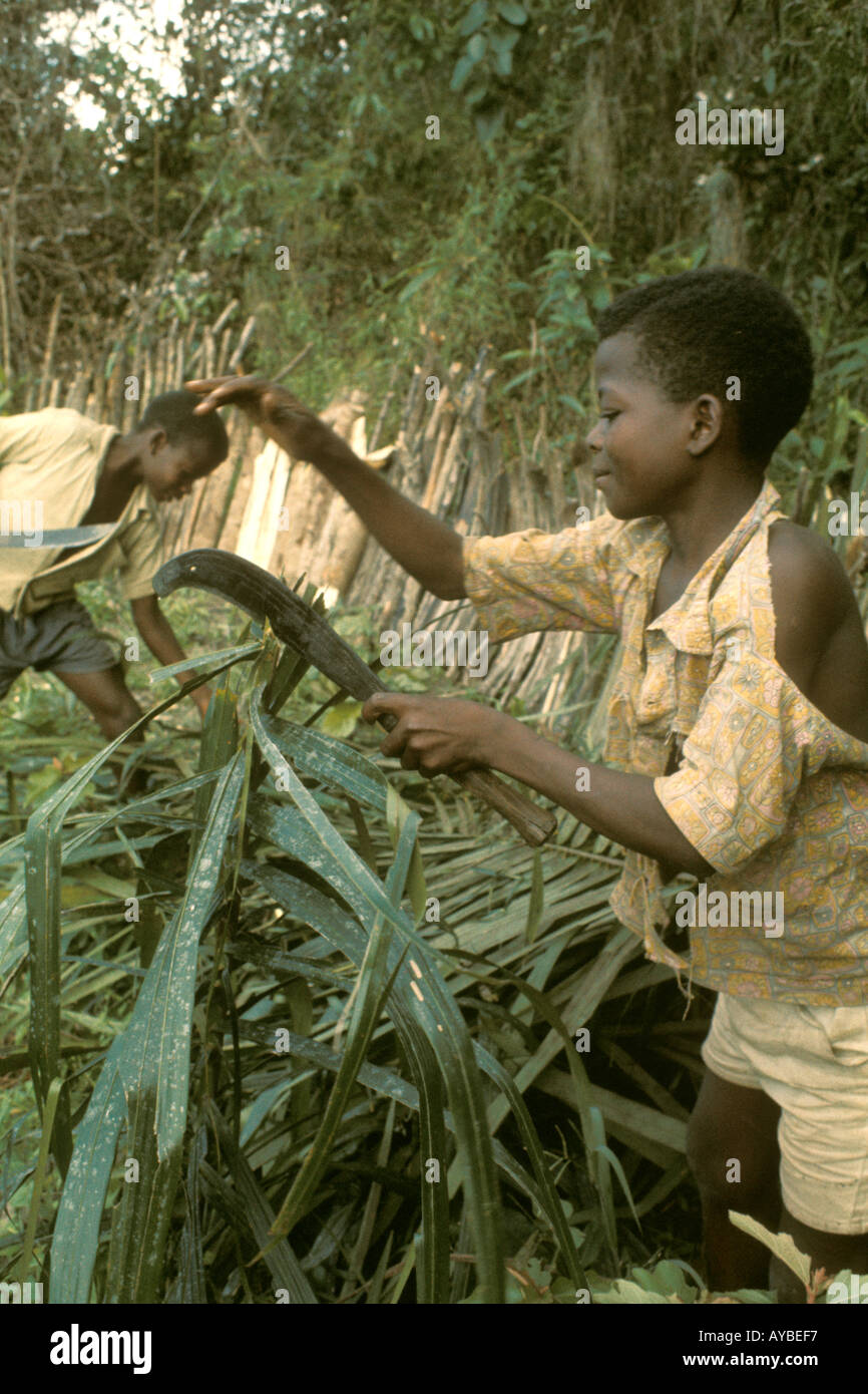West Africa Liberia. Kpelle ethnic group. Boys making a palm leaf fence ...