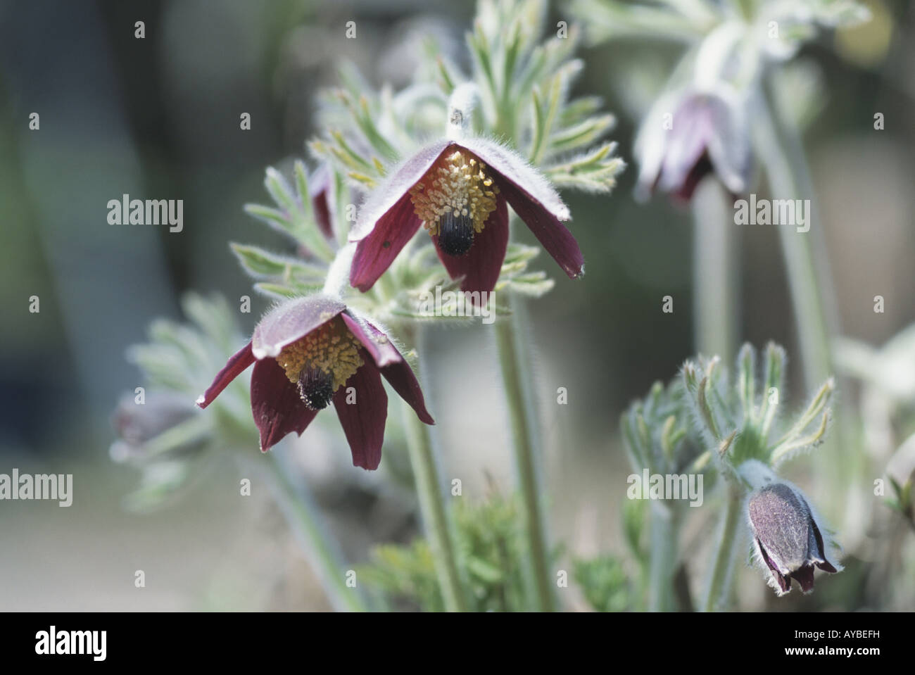 Cernuas hi-res stock photography and images - Alamy