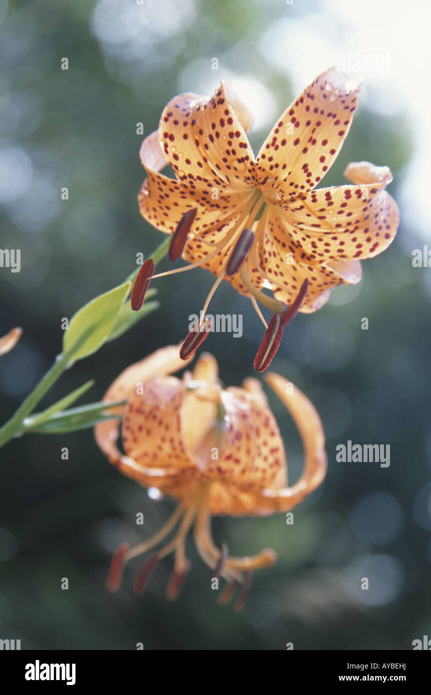 Tiger patterns hi-res stock photography and images - Alamy
