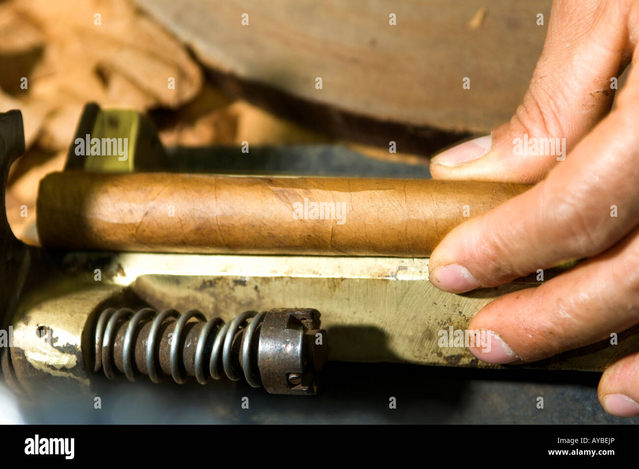 man making holding handmade freshly rolled cigars dominican republic ...
