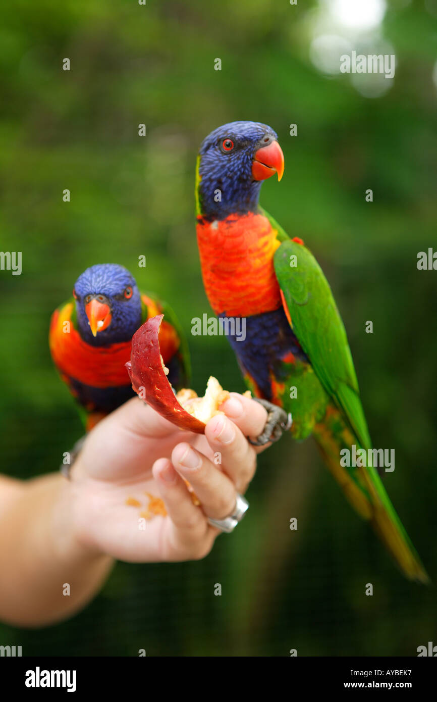 Feeding Lory Parrot’s at Ardastra Gardens, Zoo & Conservation Centre ...