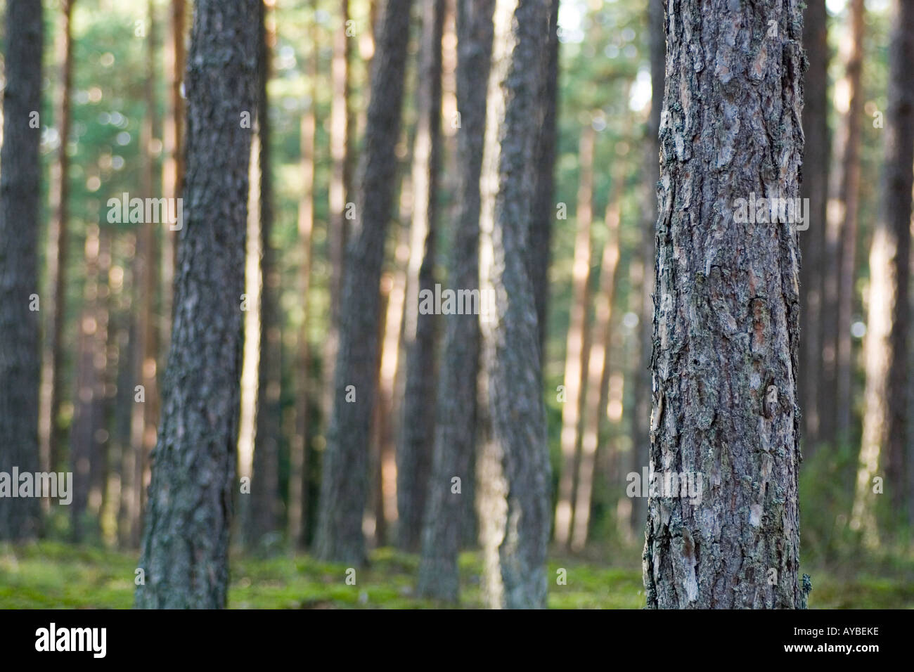 Curvaceous tree High Resolution Stock Photography and Images - Alamy
