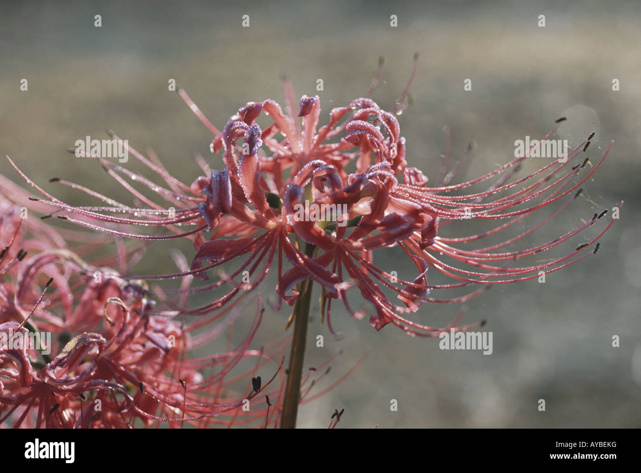 Spider lilies flowers hi-res stock photography and images - Alamy