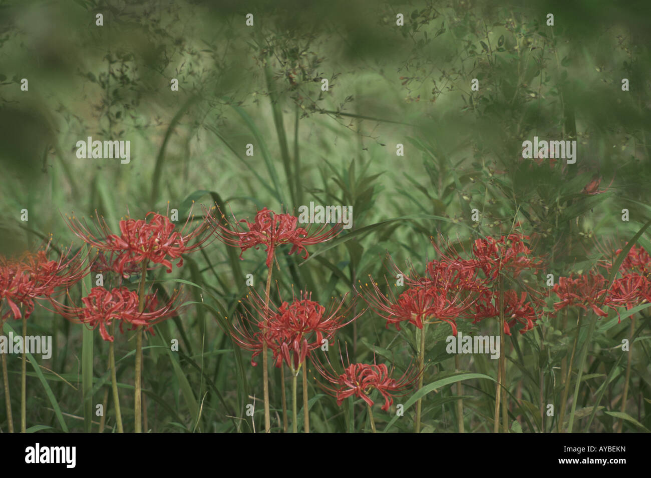 Lycoris radiata hi-res stock photography and images - Alamy