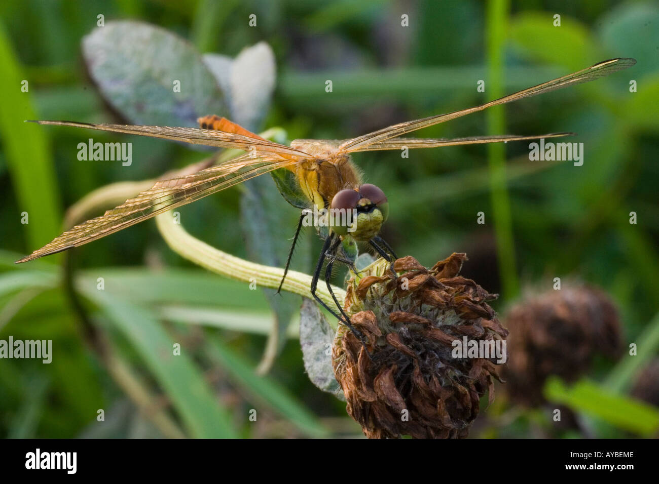 Unique dragonfly resting on plant stalk Stock Photo - Alamy