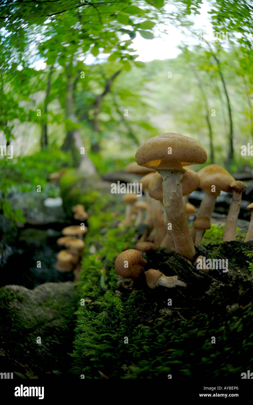 Soderasens national park hi-res stock photography and images - Alamy