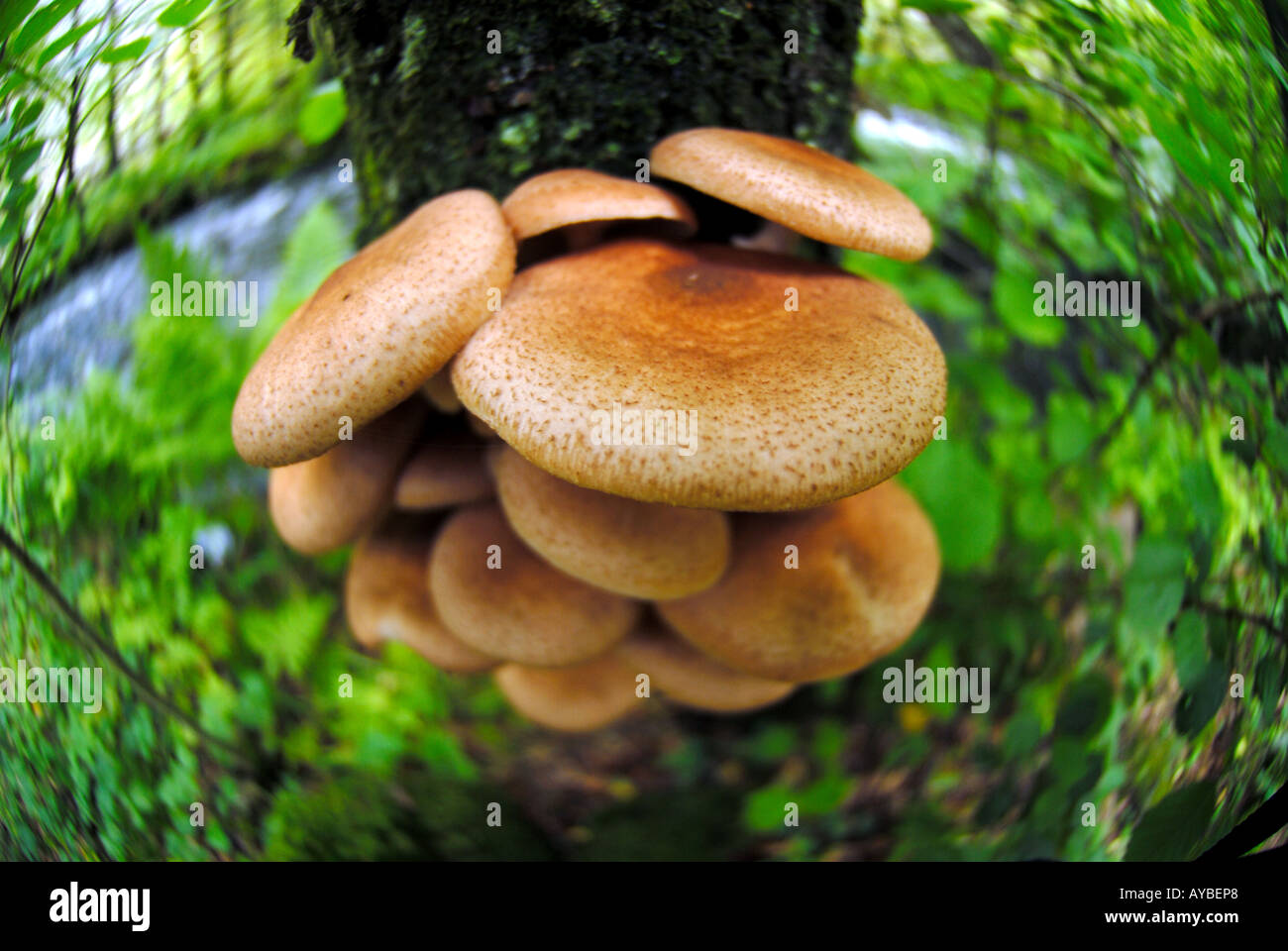 Soderasens national park hi-res stock photography and images - Alamy