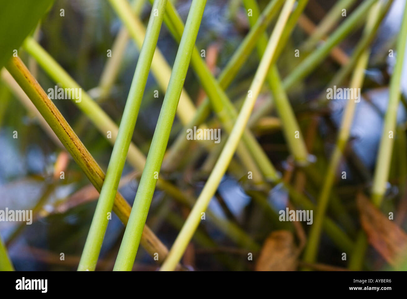 Cross lines of cane Stock Photo - Alamy
