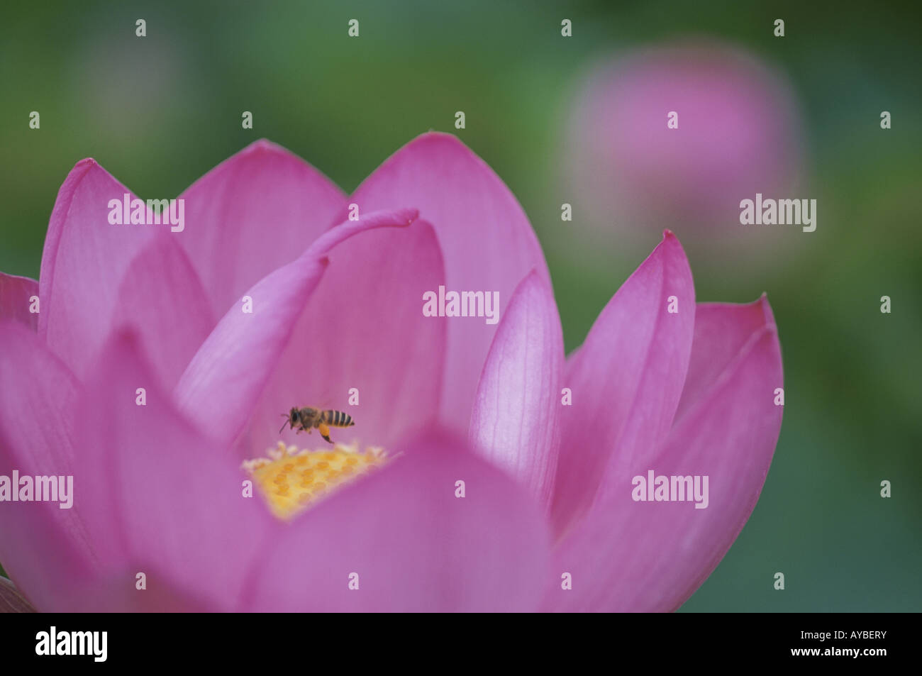 Bee on Lotus Flower Stock Photo - Alamy