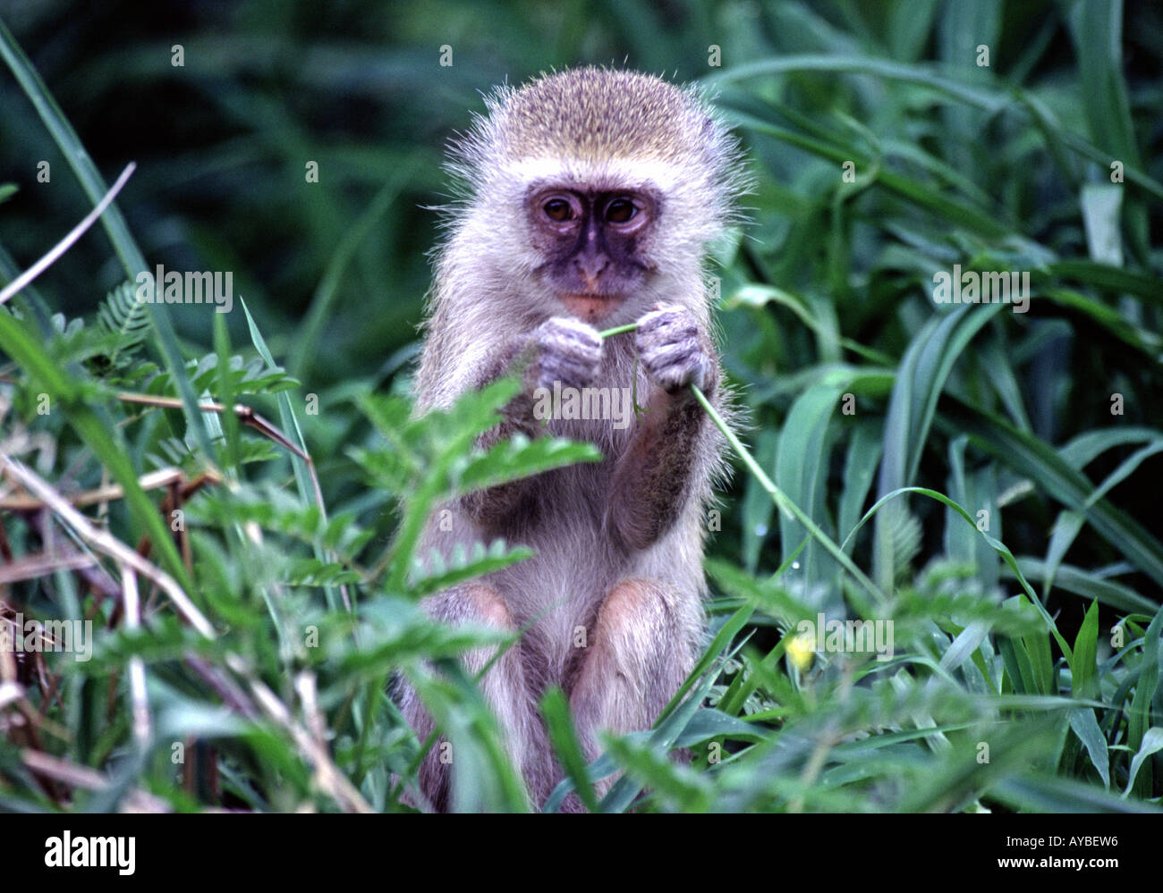 Timid monkey hi-res stock photography and images - Alamy
