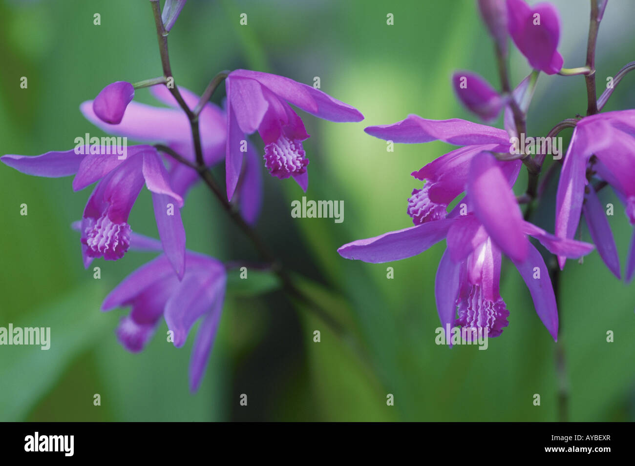 Hardy orchids hi-res stock photography and images - Alamy