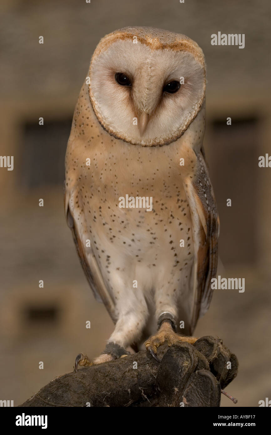 Trained barn owl hi-res stock photography and images - Alamy