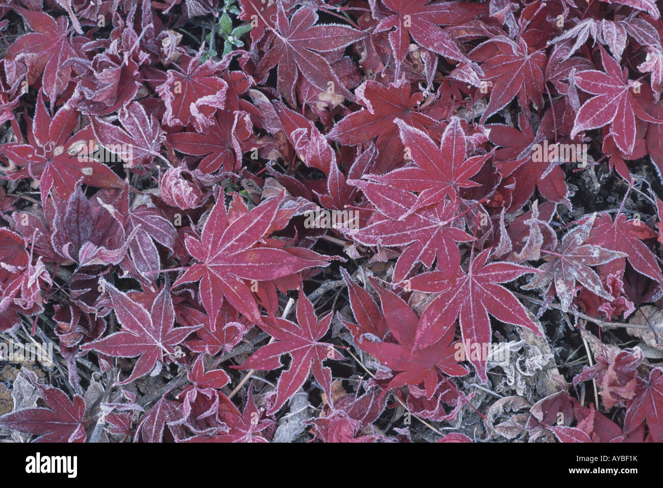 Frosted Maple Leaves Stock Photo - Alamy