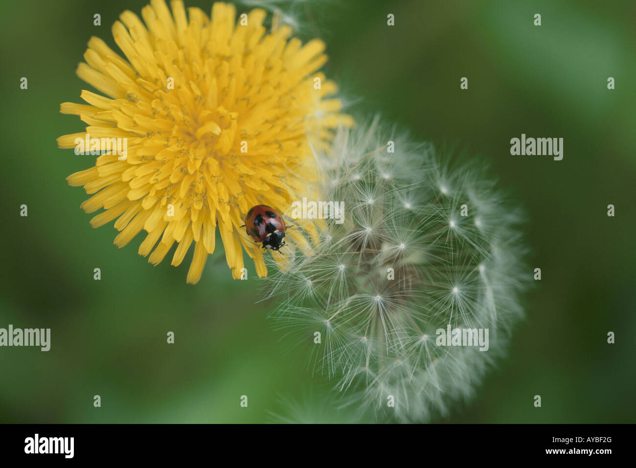 Ladybird on Dandelion Stock Photo - Alamy