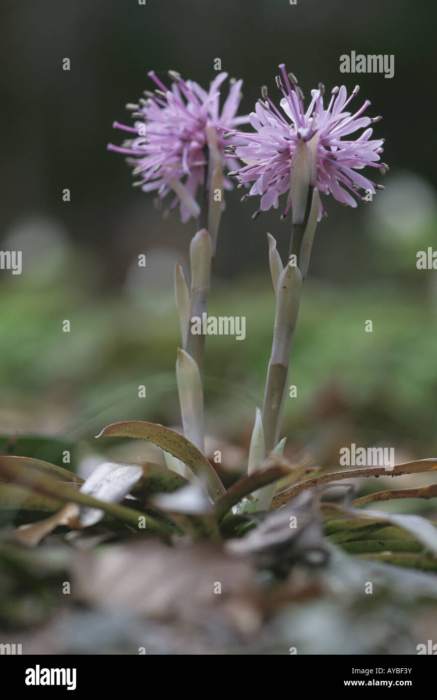 Heloniopsis orientalis hi-res stock photography and images - Alamy