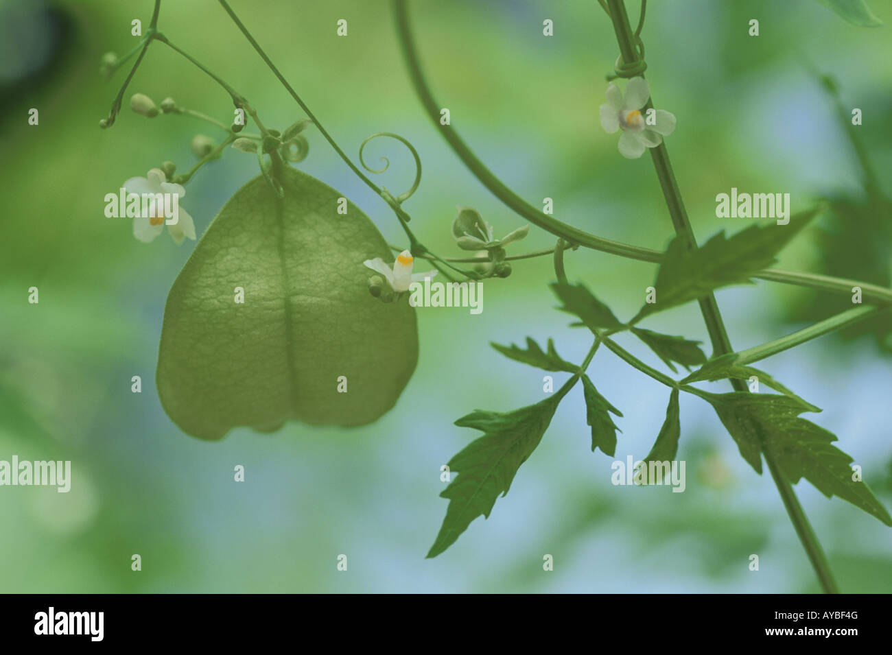 Balloon vines hi-res stock photography and images - Alamy