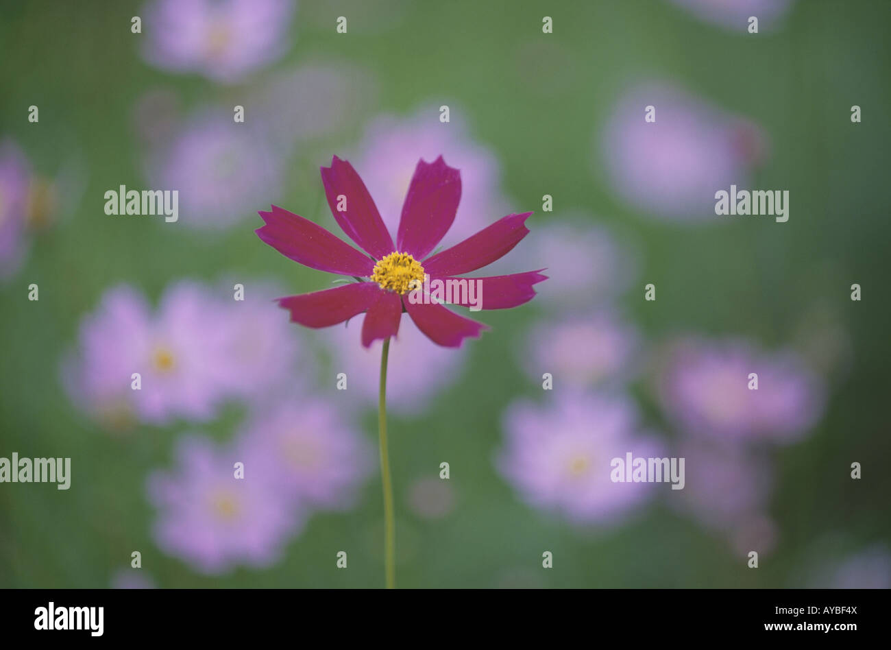 Red Cosmos Flower Stock Photo - Alamy