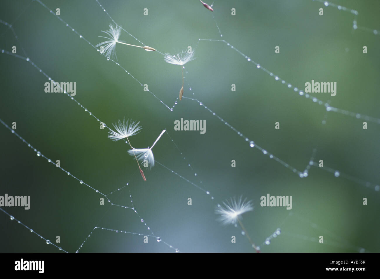 Seeds in Spider Web Stock Photo - Alamy
