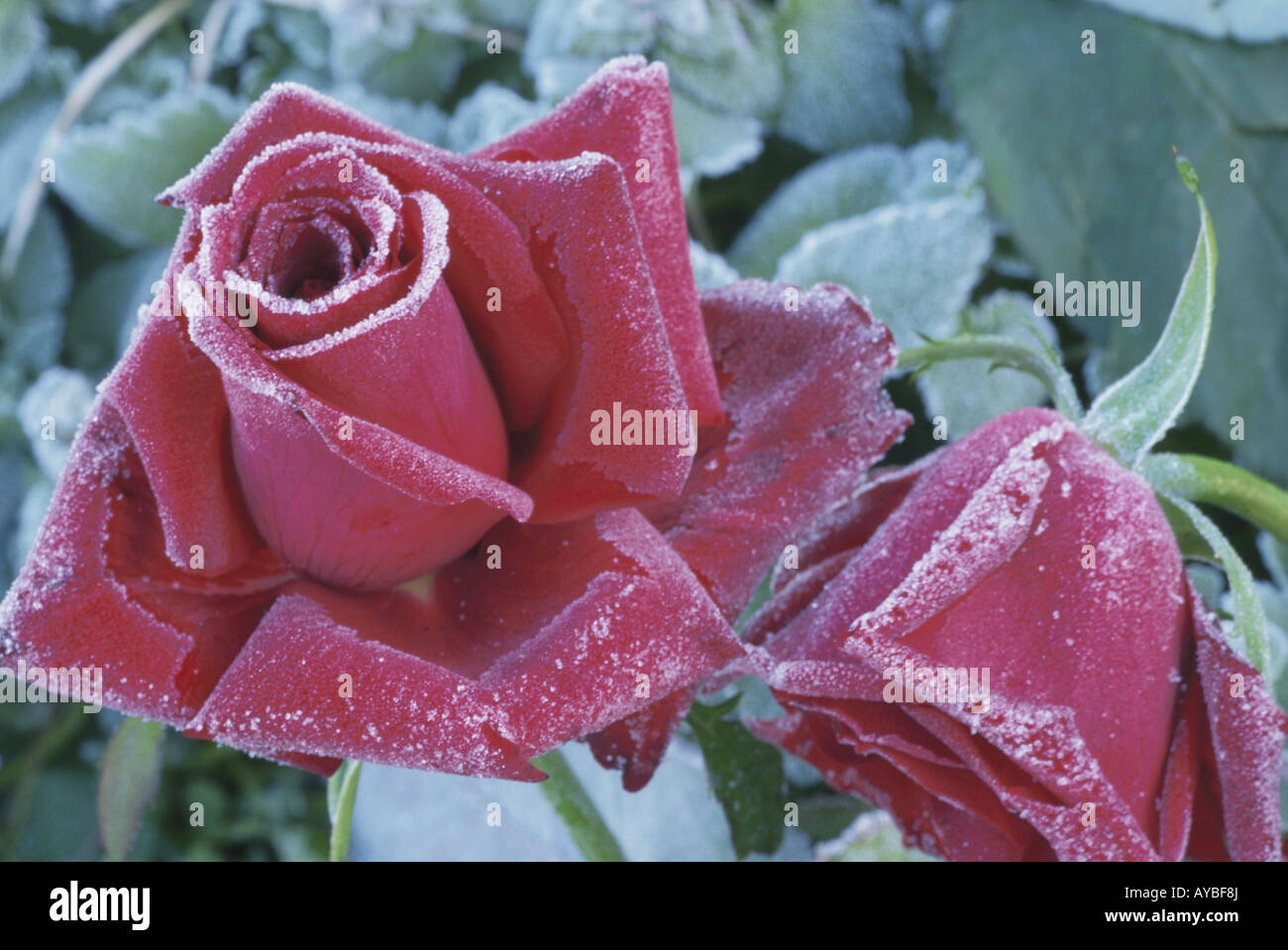 Red Roses in Frost Stock Photo - Alamy