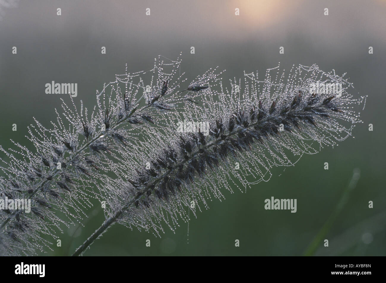 Dew on Green Bristlegrass Stock Photo - Alamy Dew on Green Bristlegrass Stock Photo - Alamy