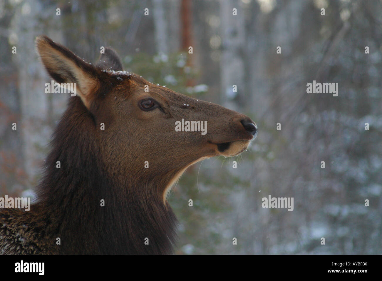 An elk in a forest setting in Northern Saskatchewan Canada Stock Photo ...