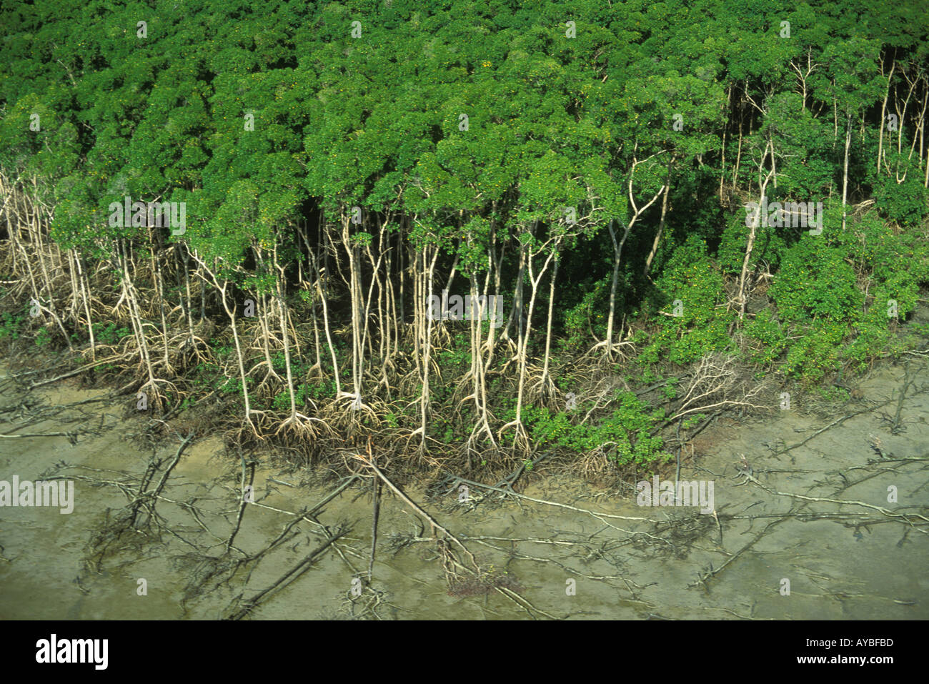 Swamp red mangrove rhizophora mangle hi-res stock photography and ...