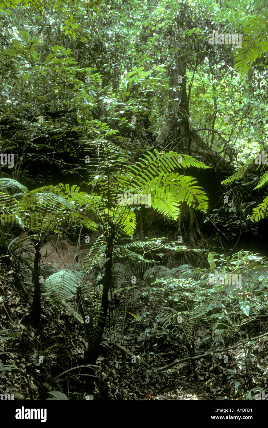 Africaz, Ivory Coast. Rainforest in Tai National Park (Guinean Forests ...