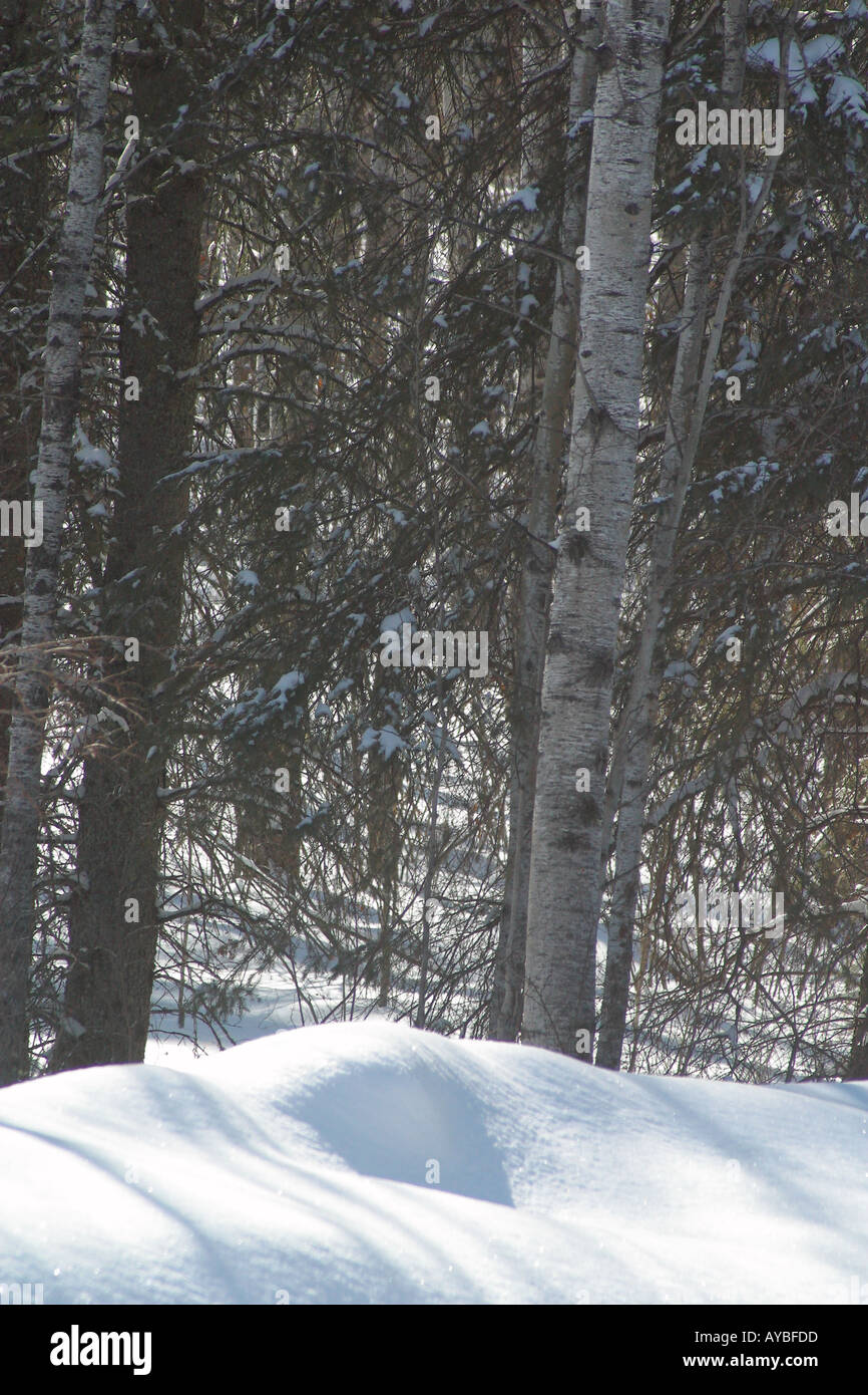 Snow covered evergreen tree Saskatchewan forest scenic Canada nature ...