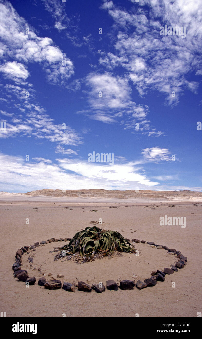 Welwitschia plant ringed by stone circle to protect its delicate roots ...