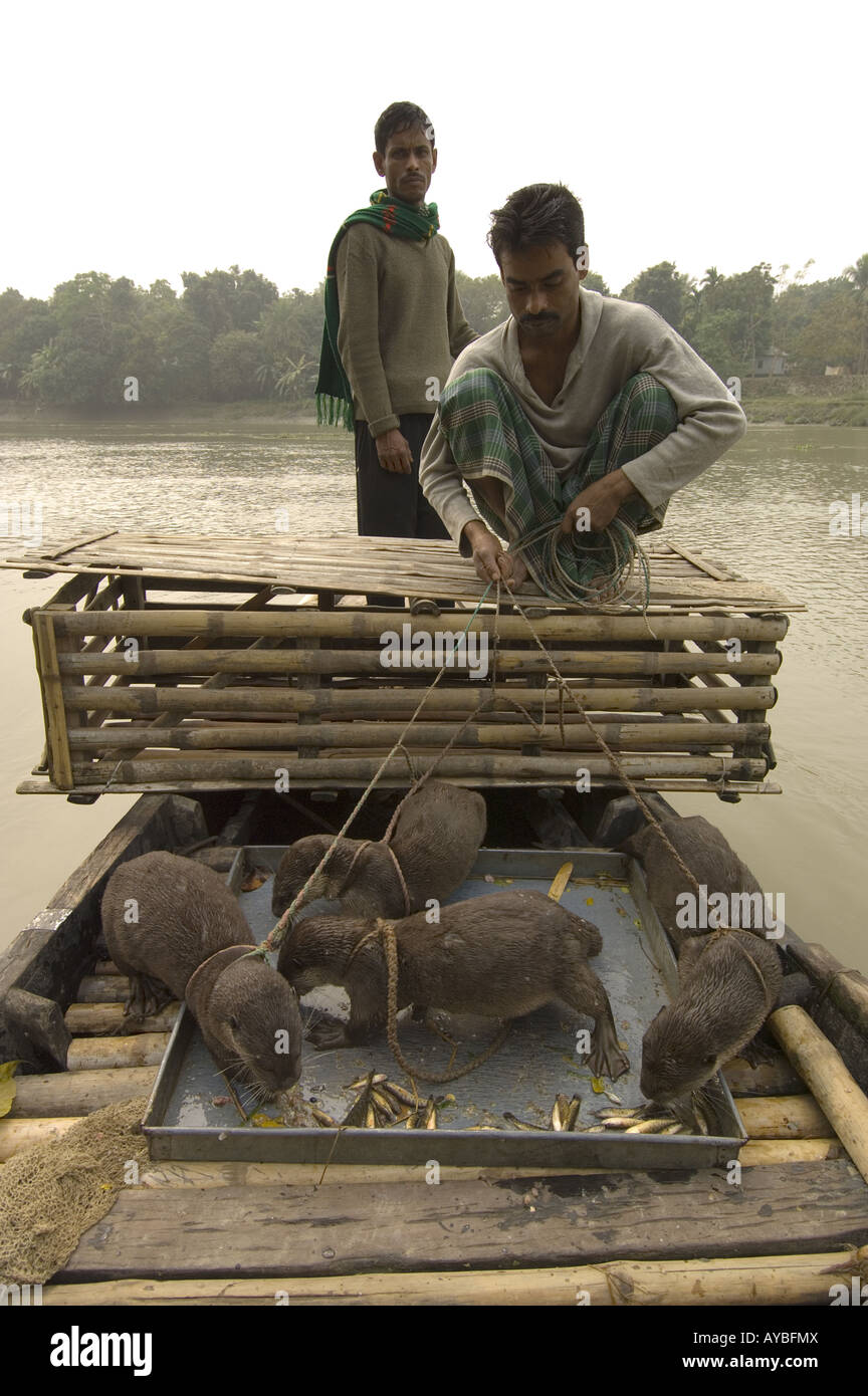 Otter fishermen reward their animals with part of the fish catch Stock ...