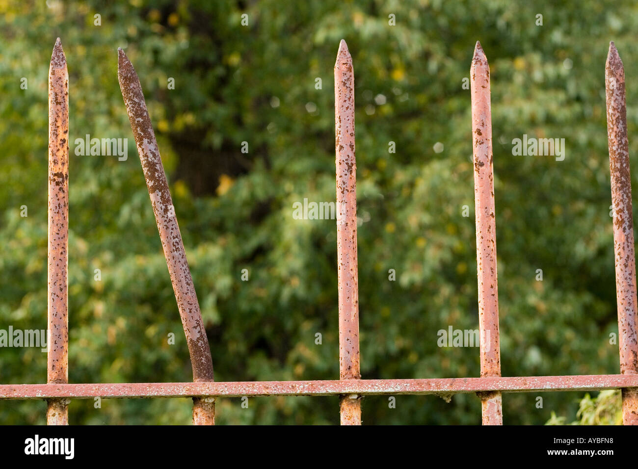 Fence behind trees Stock Photo - Alamy