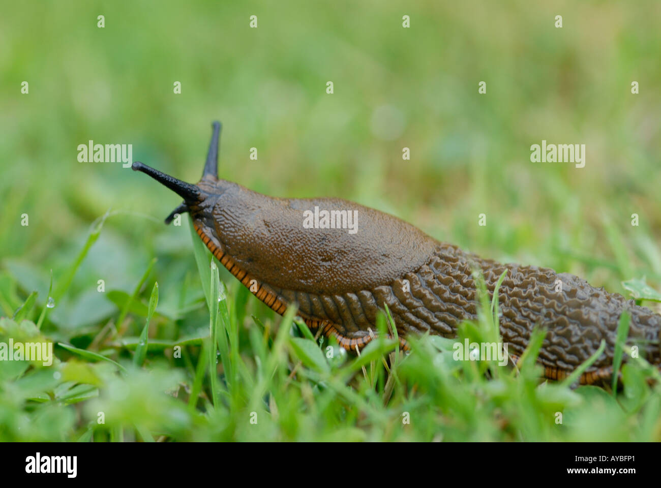 Large slug hi-res stock photography and images - Alamy